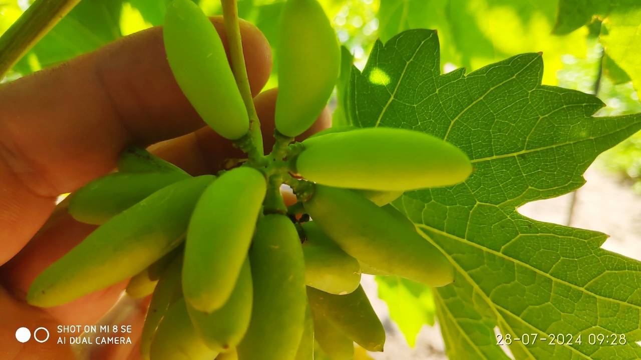 Виноград Ламборджини на 28 июля 2024 г