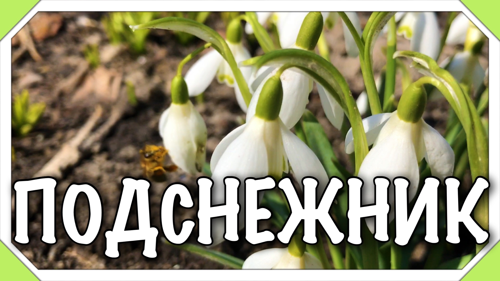 Подснежник или Галантус- весенний первоцвет Описание, как выглядит, где растет, свойства