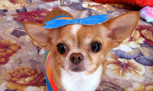 Смешная гладко шерстная чихуахуа. Приколы с чихуахуа. Смешная собачка.A bow for a short-haired dog.