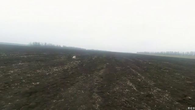 Охота с Эпаньоль Бретон на зайца в пашне в лежке.mp4