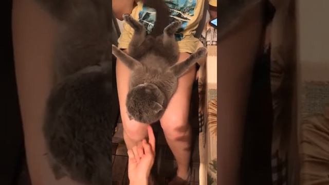 Наши смешные коты. Смешное, забавное видео