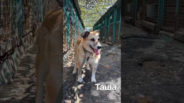 Помочь легко - просто поделись этим видео с друзьями 😉