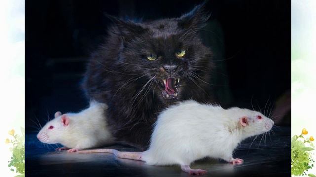 Абдульмахмуд Рахимов. И исполнил ваш приказ