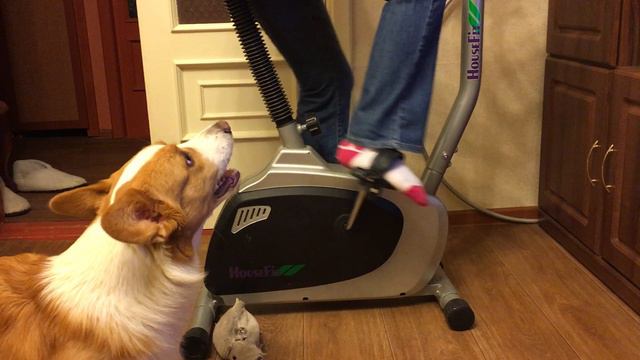 Лаврик. Мне не нравятся все велосипеды, даже велотренажеры_). Февраль 2017