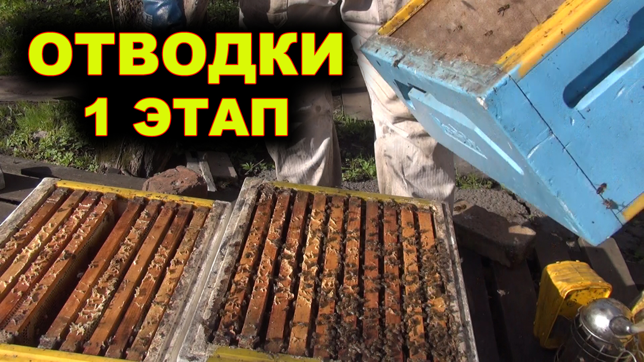 Отводки весной. 1 этап.