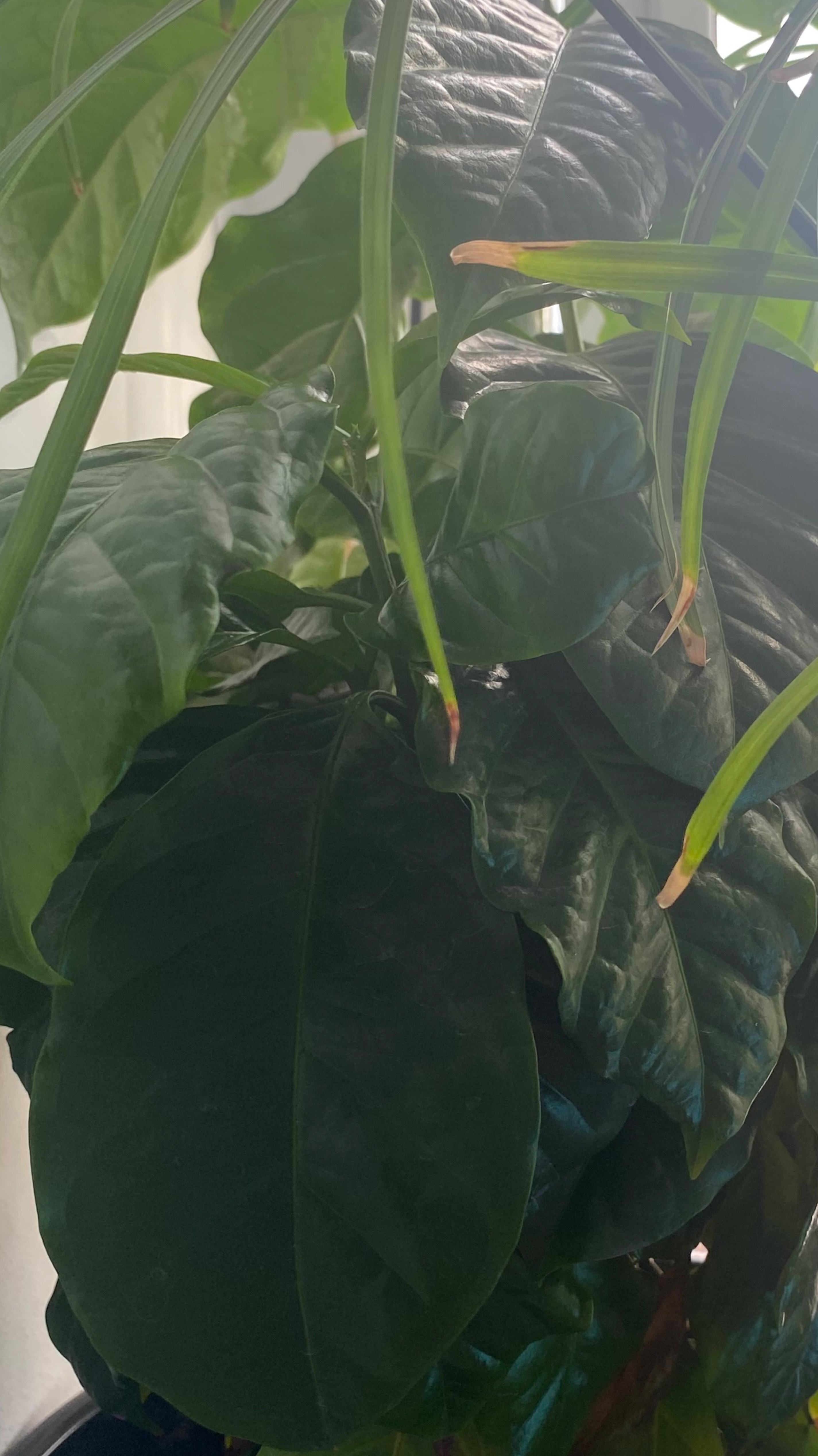 Цветы на окне