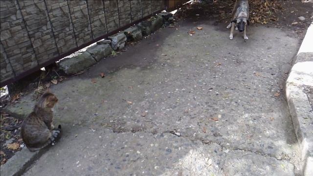 Хоста. Поделись, жадина!