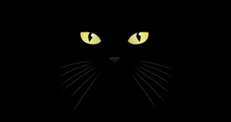 МОИ КОШЕЧКИ