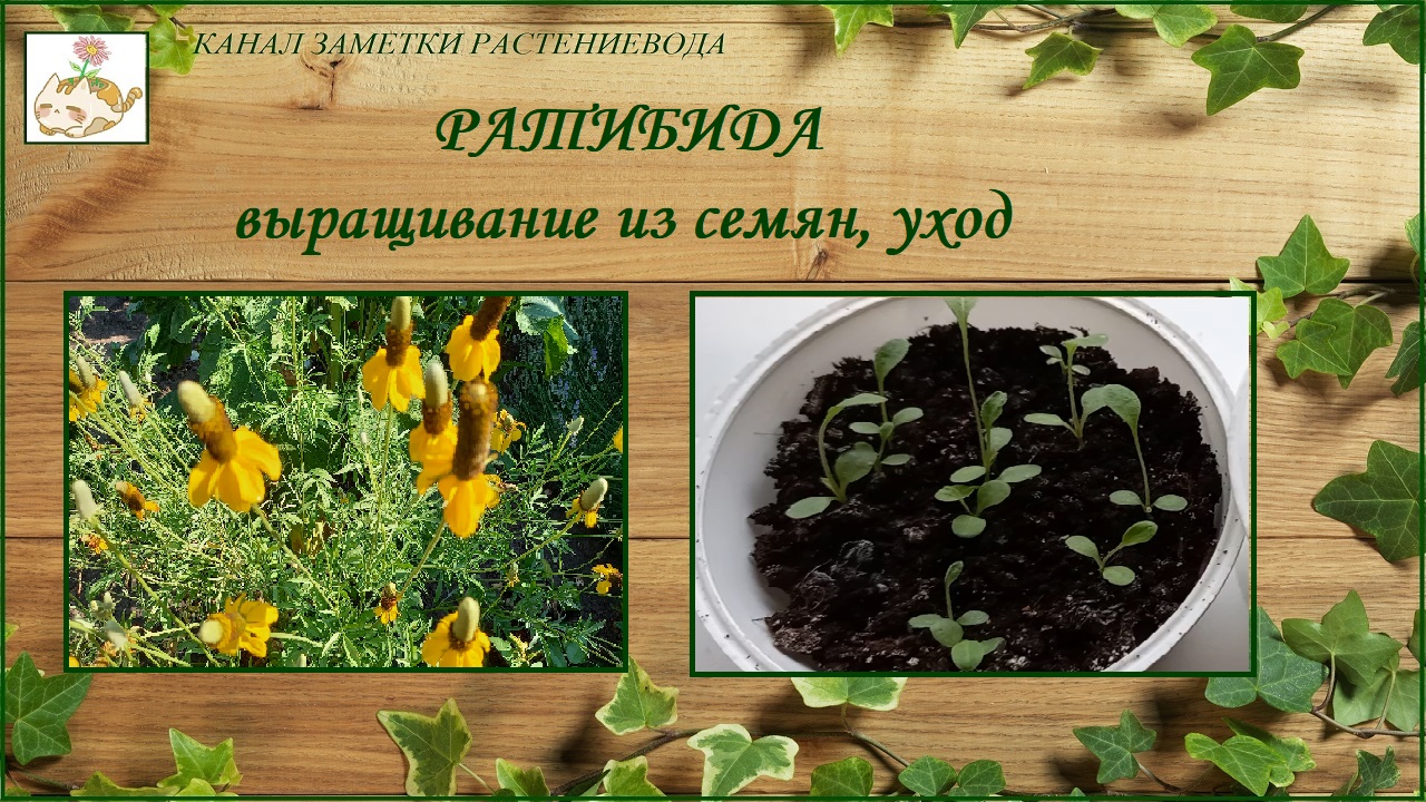 Ратибида колоновидная - выращивание из семян, уход