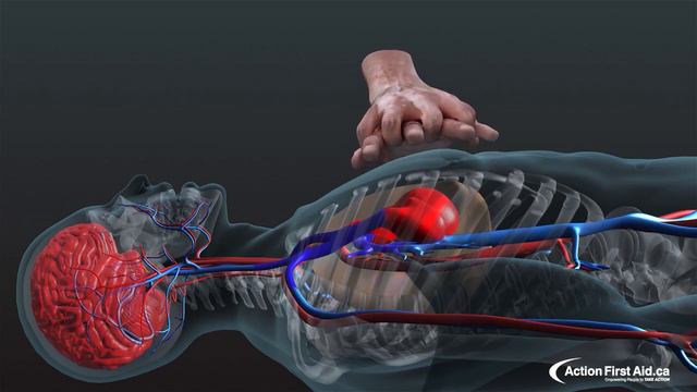 3D look inside the body