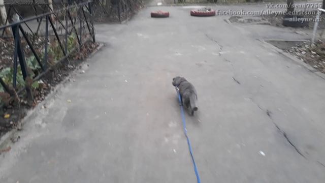 Кот Лапик. Забавная походка и встреча с уличным котом. Скоттиш фолд, 3 года.