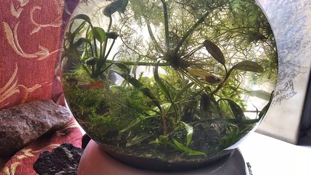 Аквариум на окне, без аэрации, фильтрации и подмен!