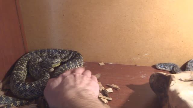 Укусы сарматского полоза 2022-03-26