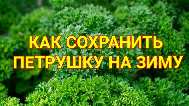 Петрушка. Как сохранить петрушку на зиму.