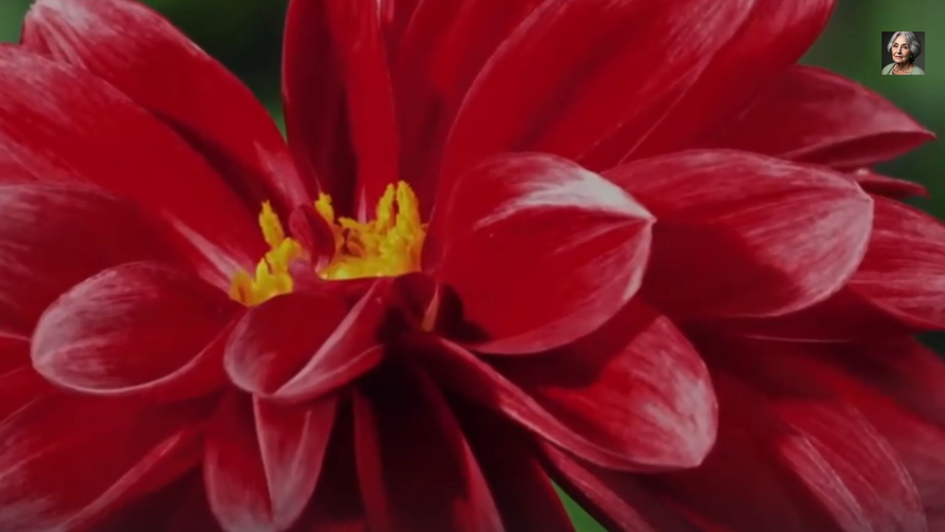 Цветы распускаются под музыку Микаэла Таривердиева