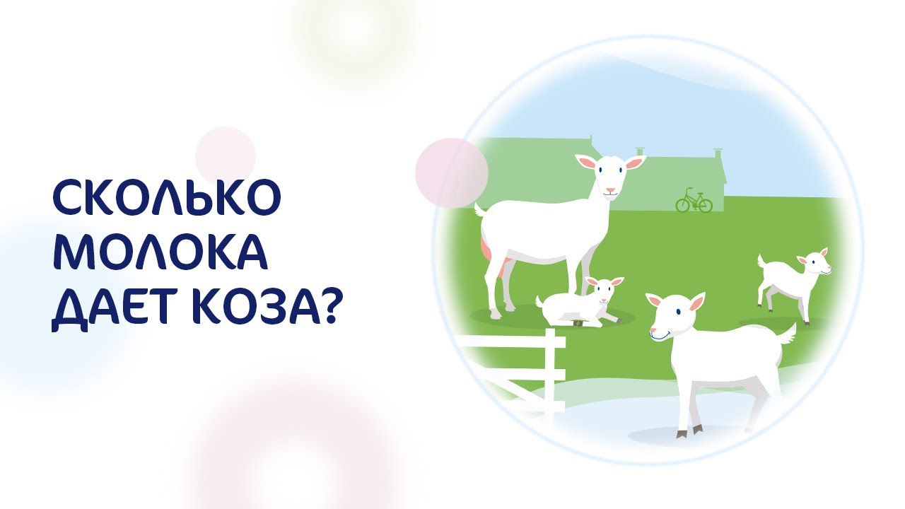 Kabrita®. Польза козьего молока. Наши козы идут на дойку!