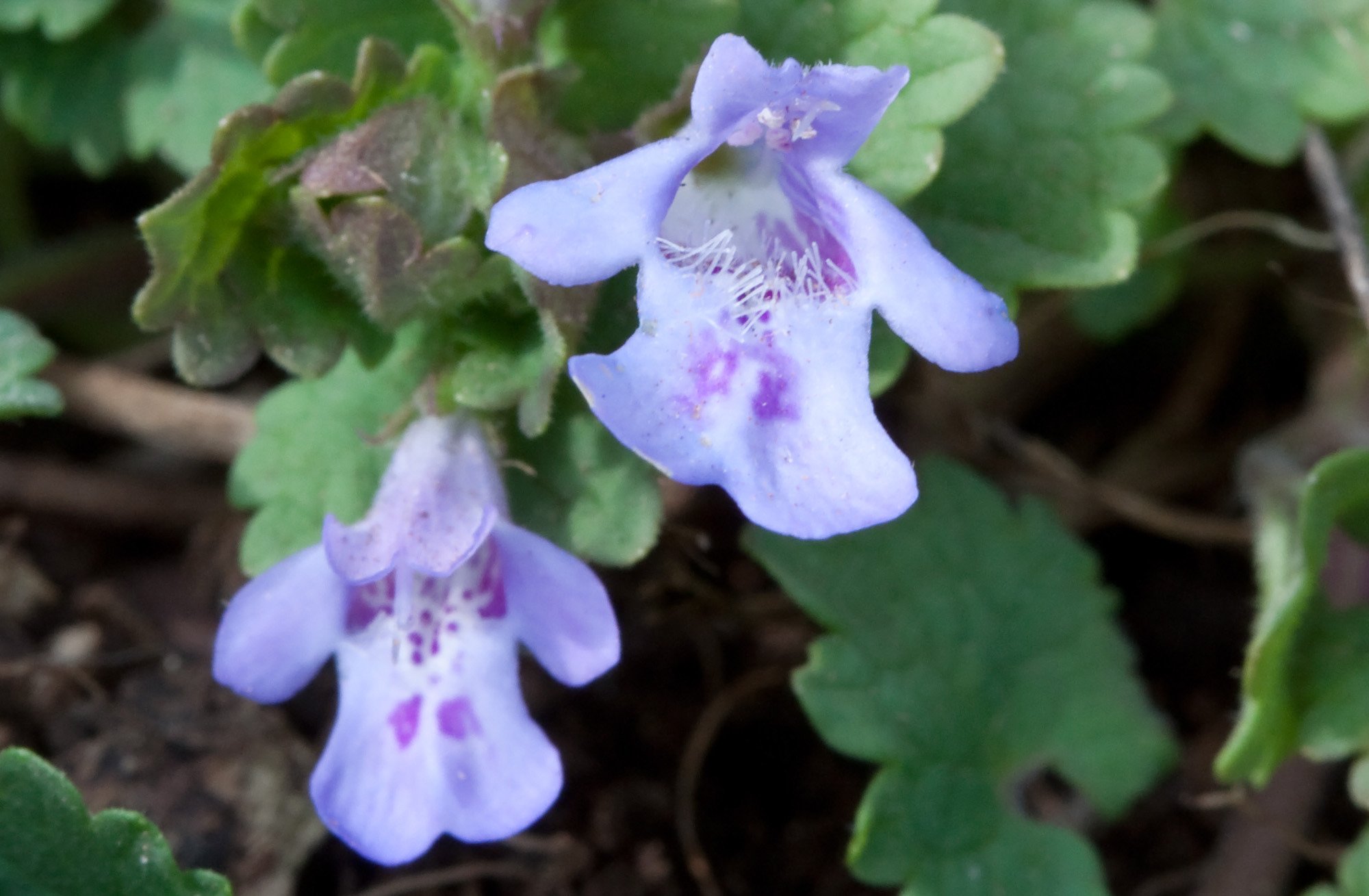 Будра РЕЛАКС ТЕРАПИЯ ИМПРОВИЗАЦИЯ композитор Виктор Анохин #instrumentalmusic #piano #цветы #rhumba