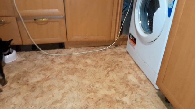 Наигрался и пошёл за яблоком