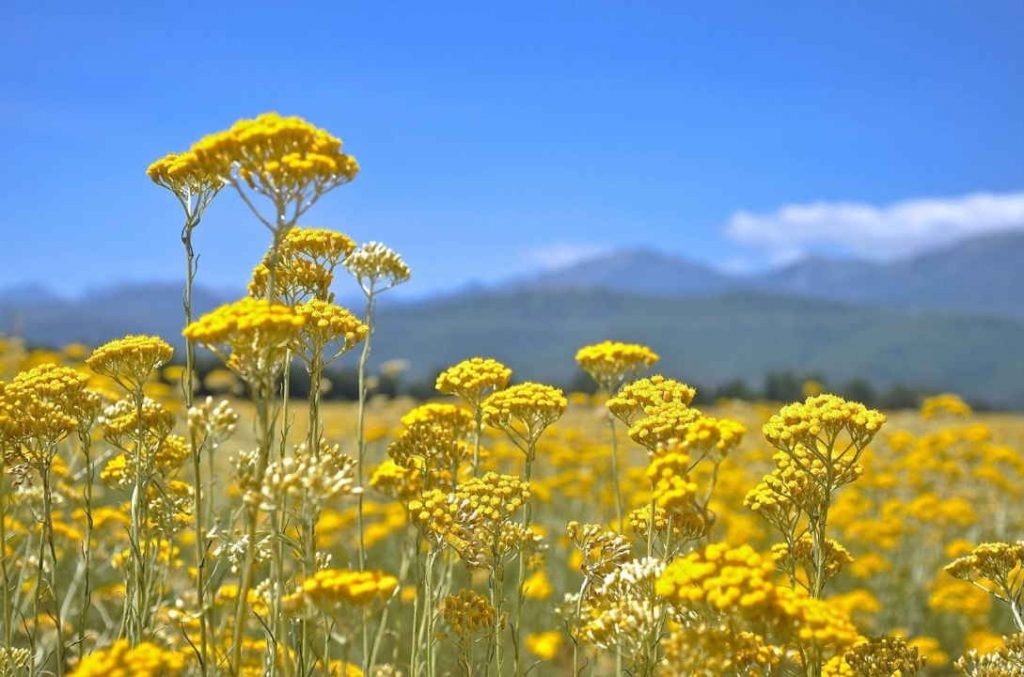 Тайны Сибирской тайги. Бессмертник. Автор текста Поэтесса Марианна Колосова.