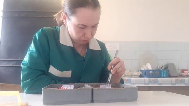 Архивное видео с прошлой работы/Посадка кукурузы для проведения анализа на всхожесть