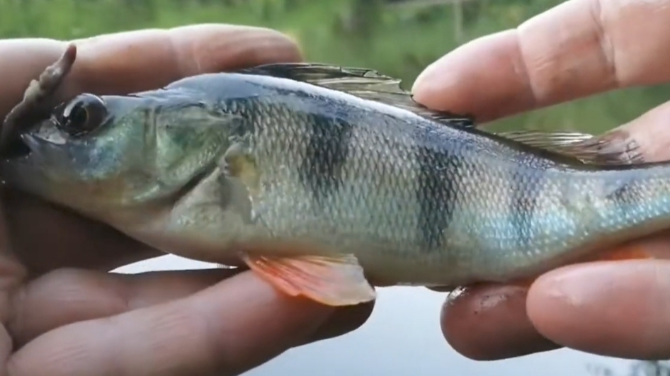 Рыбалка на реке Уводь.