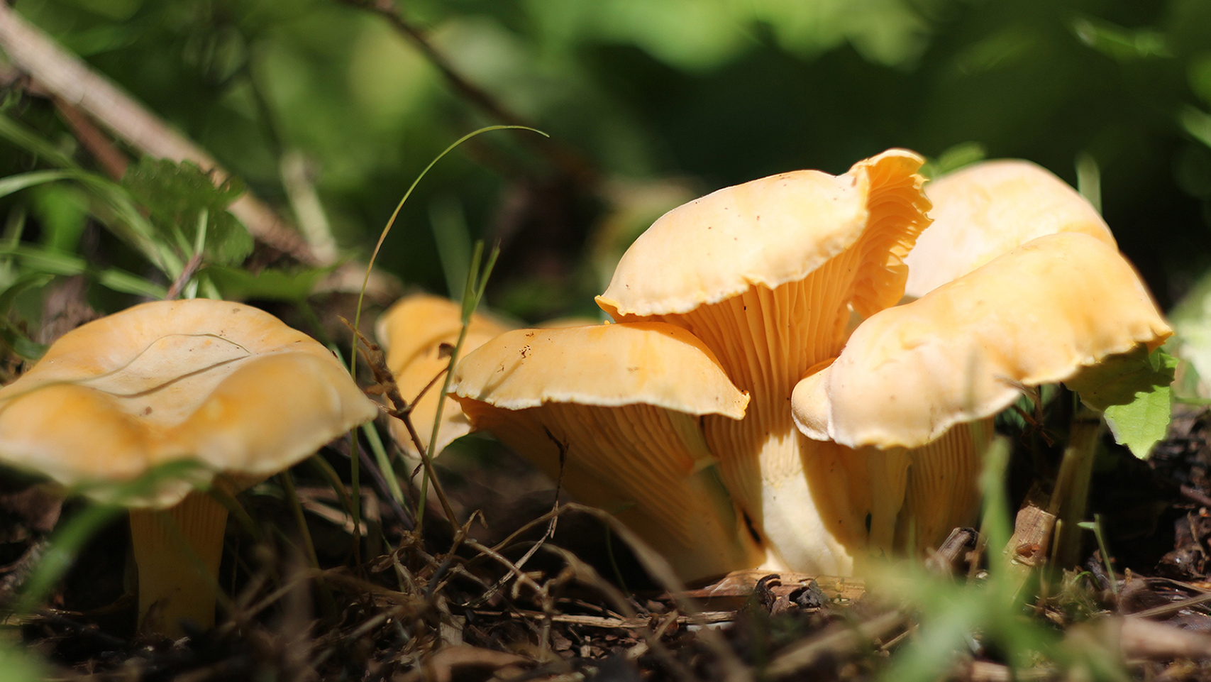 У неё нет конкурентов! Поход за лисичками