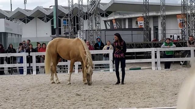 Как работать с жеребцами