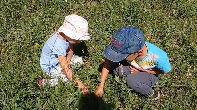 #лесные ягоды#собирательство Одну ягодку беру...на другую смотрю...).mp4