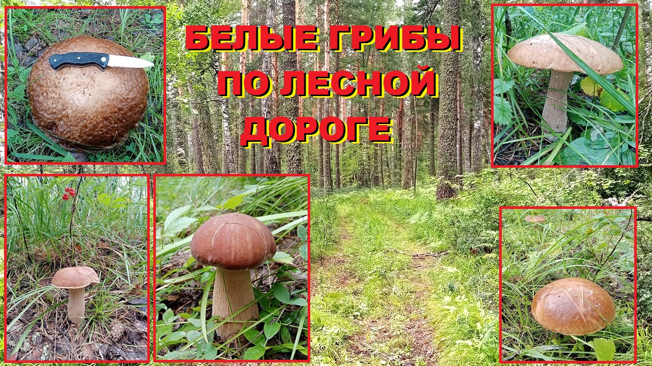 Белые грибы по лесной дороге.