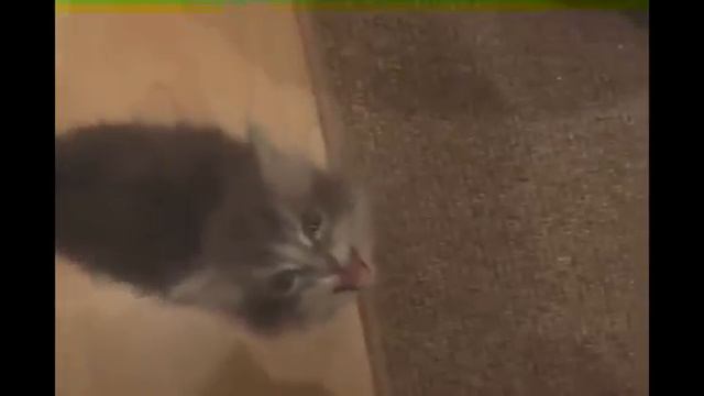 забавные котята мяукают