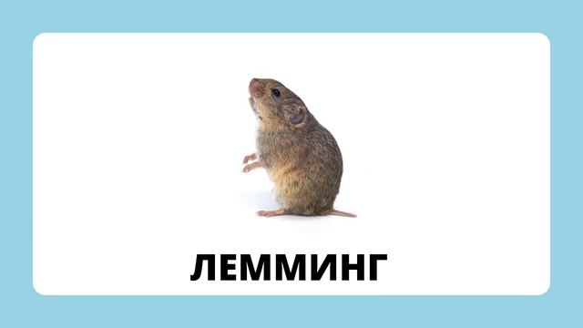 Животные Арктики и Антарктики.mp4