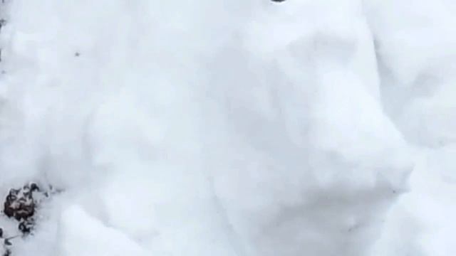 2023.02.12 Посев горчицы. Засыпка снегом. Баня. Покупки.