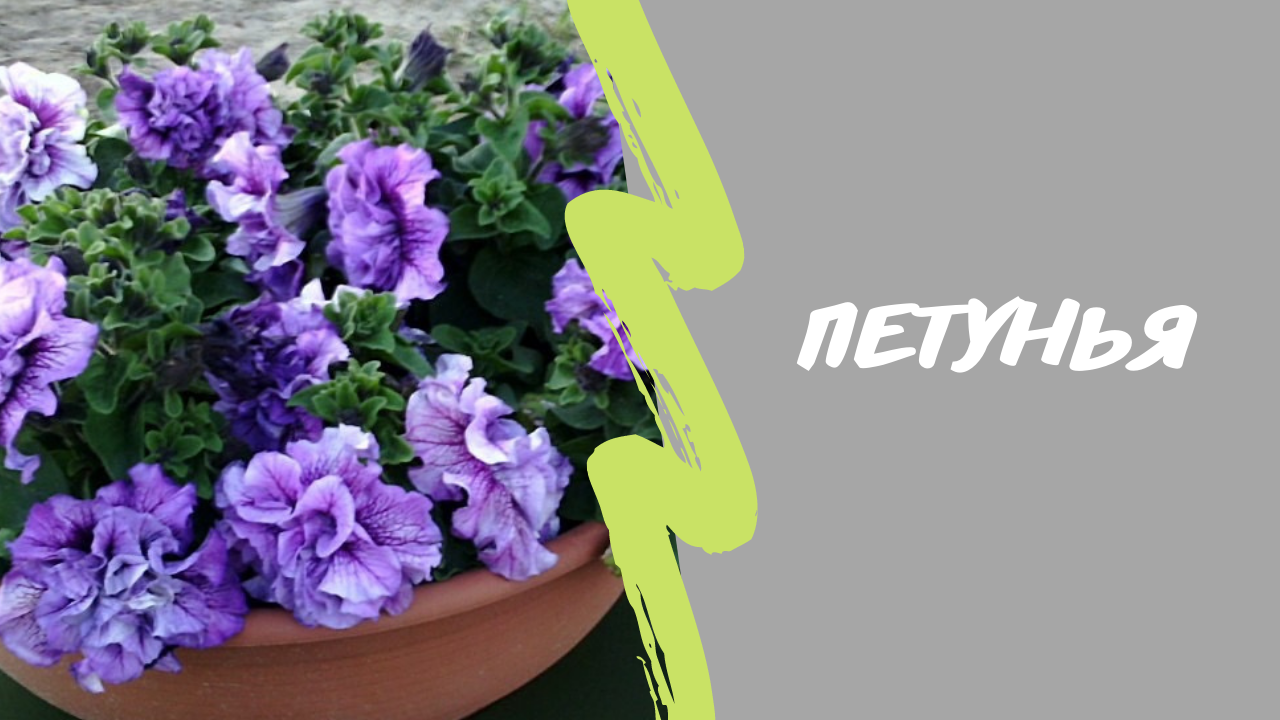 Посадка петуньи?на снег❄️