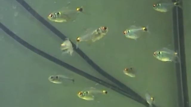 Hemigrammus ocellifer.mp4