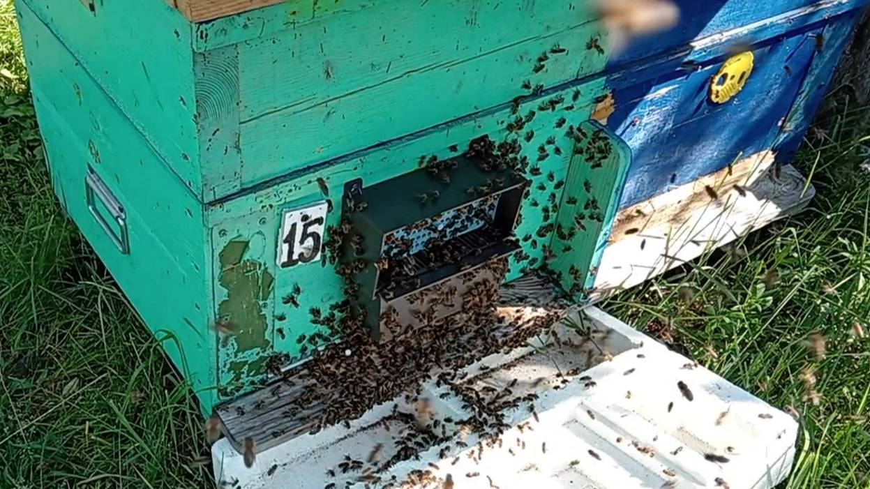 Рой из улья перелетел в соседний улей (09.06.2024 года)