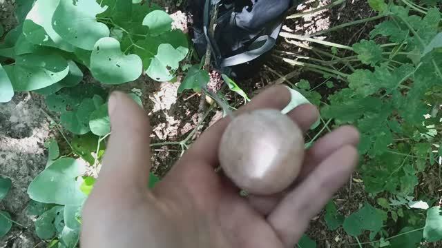 ОТец ищет грибы 10 июля. Впервые нашёл весёлку