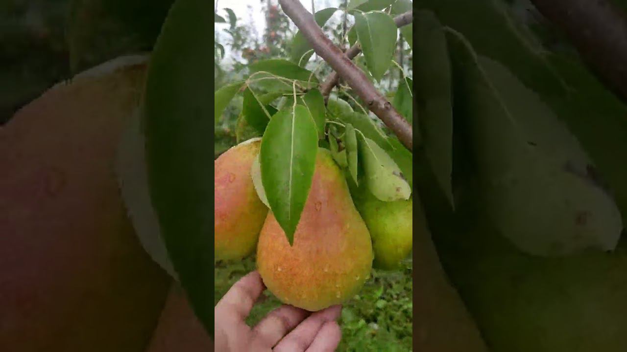 Груша Дельбарью