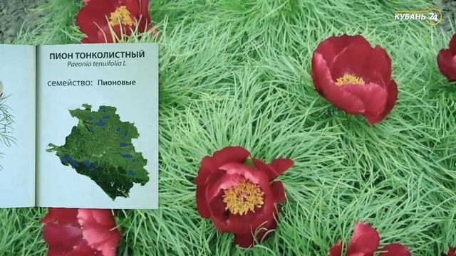 «Красная книга Кубани». Пион тонколистный