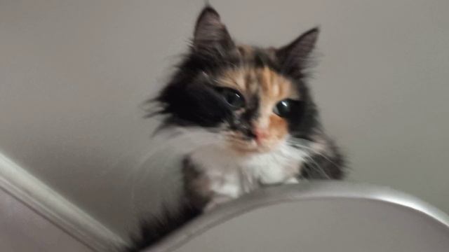 Видео наблюдение ноухао...