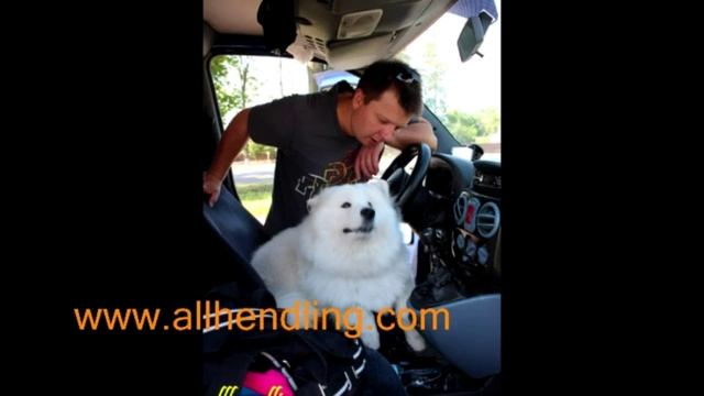 Что такое хендлинг и кто такой хендлер