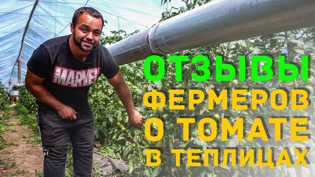 Розовый томат в теплице | Пинк Булл