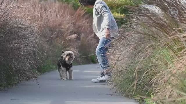 ТОП-7 маленьких собак для квартиры