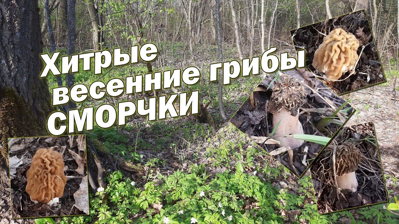 Хитрые весенние грибы СМОРЧКИ