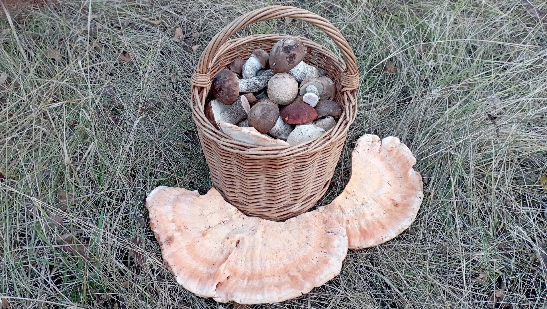 За подберезовиками! По грибы 17 сентября 2023 года.