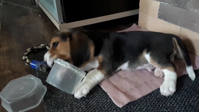 Бигль Савва - 2 месяца ... Грызёт под контролем, ничего не проглотит ...