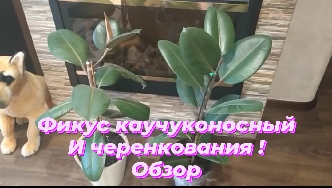 Обзор фикусов каучуконосных и их черенкования, уход.