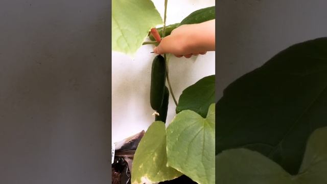 Огурцы на балконе.