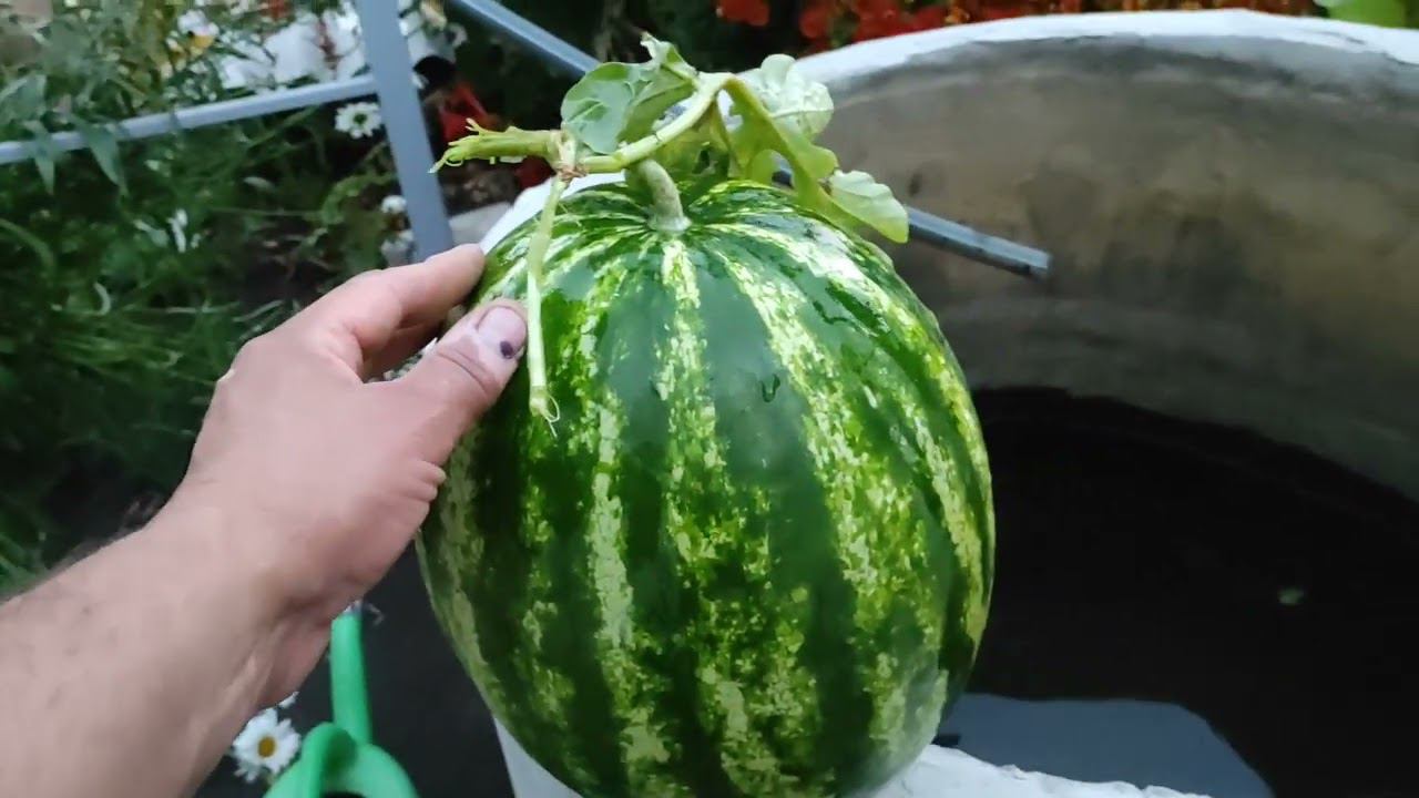 Наш первый арбуз 2022