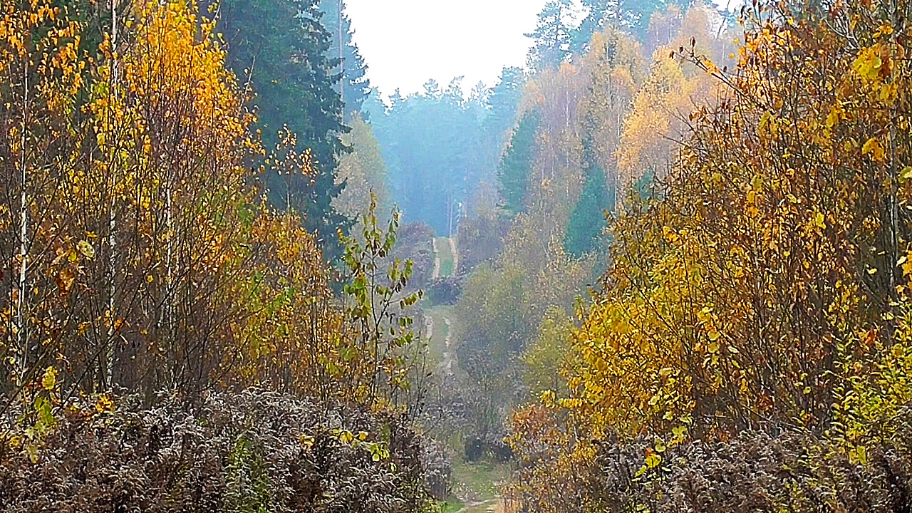 Золотая осень. Лесной массив и поле. Шум осеннего ветра. Звуки живой природы.