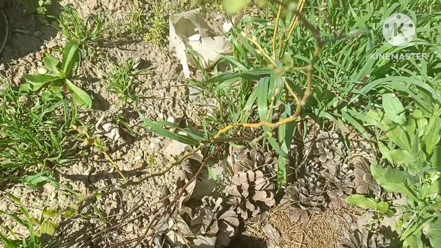 Весенний день. Обзор огорода